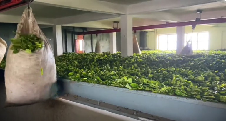 Visit Bois Cheri Tea Factory | Travel World Fun